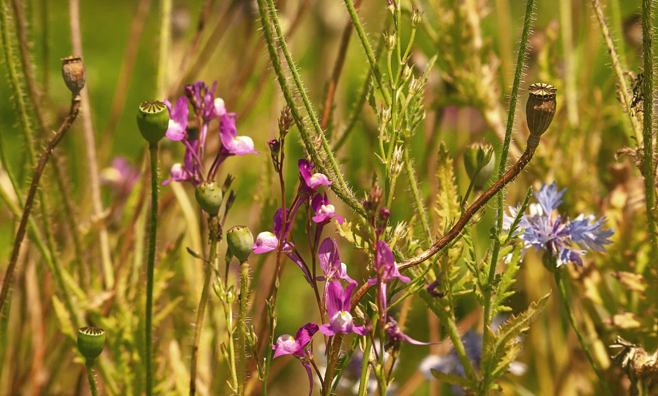 High Summer Sanctuary at Unstone | Edward Carpenter Community